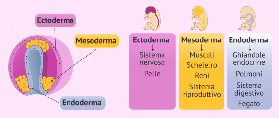 Gastrulazione e sviluppo degli organi del bambino