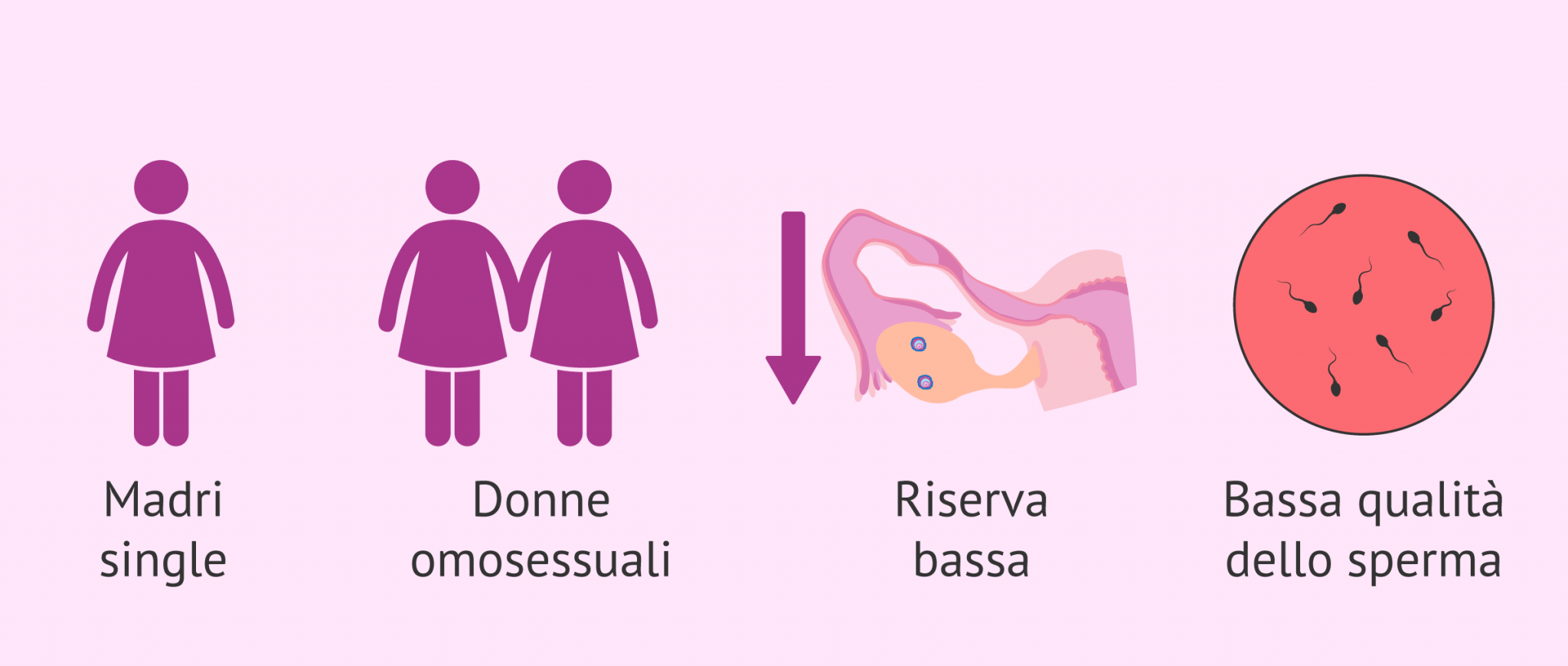 FIVET con donazione di ovuli e sperma: fasi del trattamento e prezzo