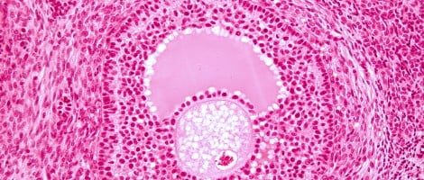 L'ormone antimulleriano (AMH) - InviTRA